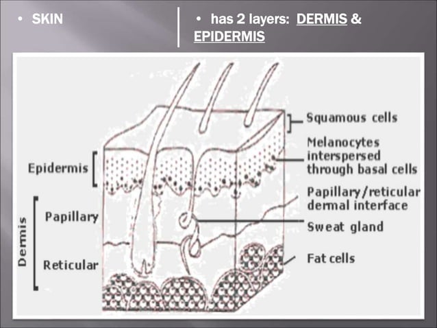 Integumentary system notes part 1 | PPT