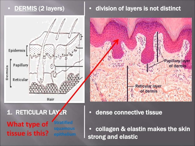 Integumentary system notes part 1 | PPT