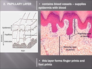 Integumentary system notes part 1 | PPT