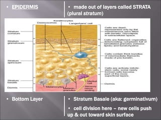 Integumentary system notes part 1 | PPT