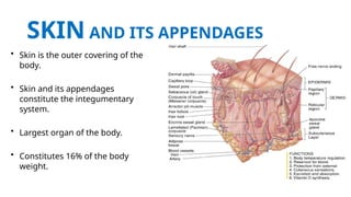 Integumentary system, pelvis and lower limb.pptx