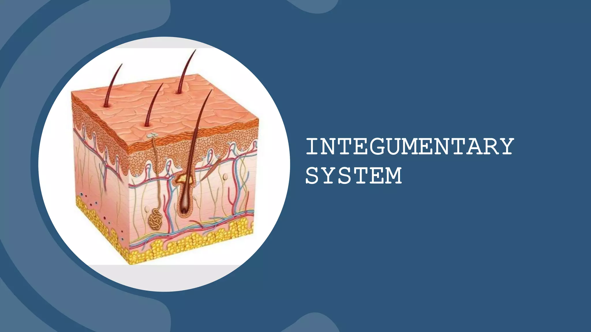 Integumentary system prep.pptx