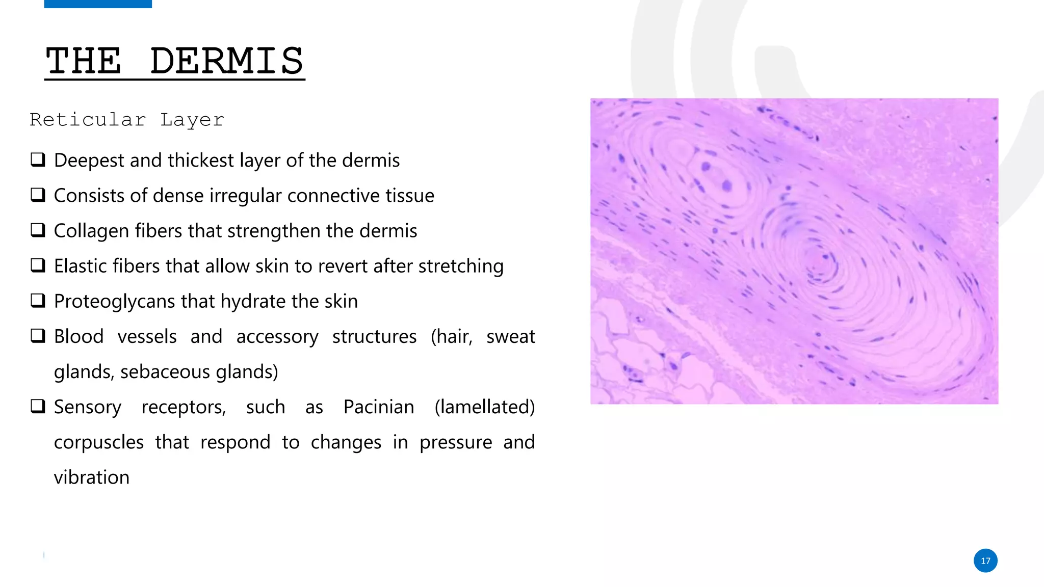 Integumentary system prep.pptx