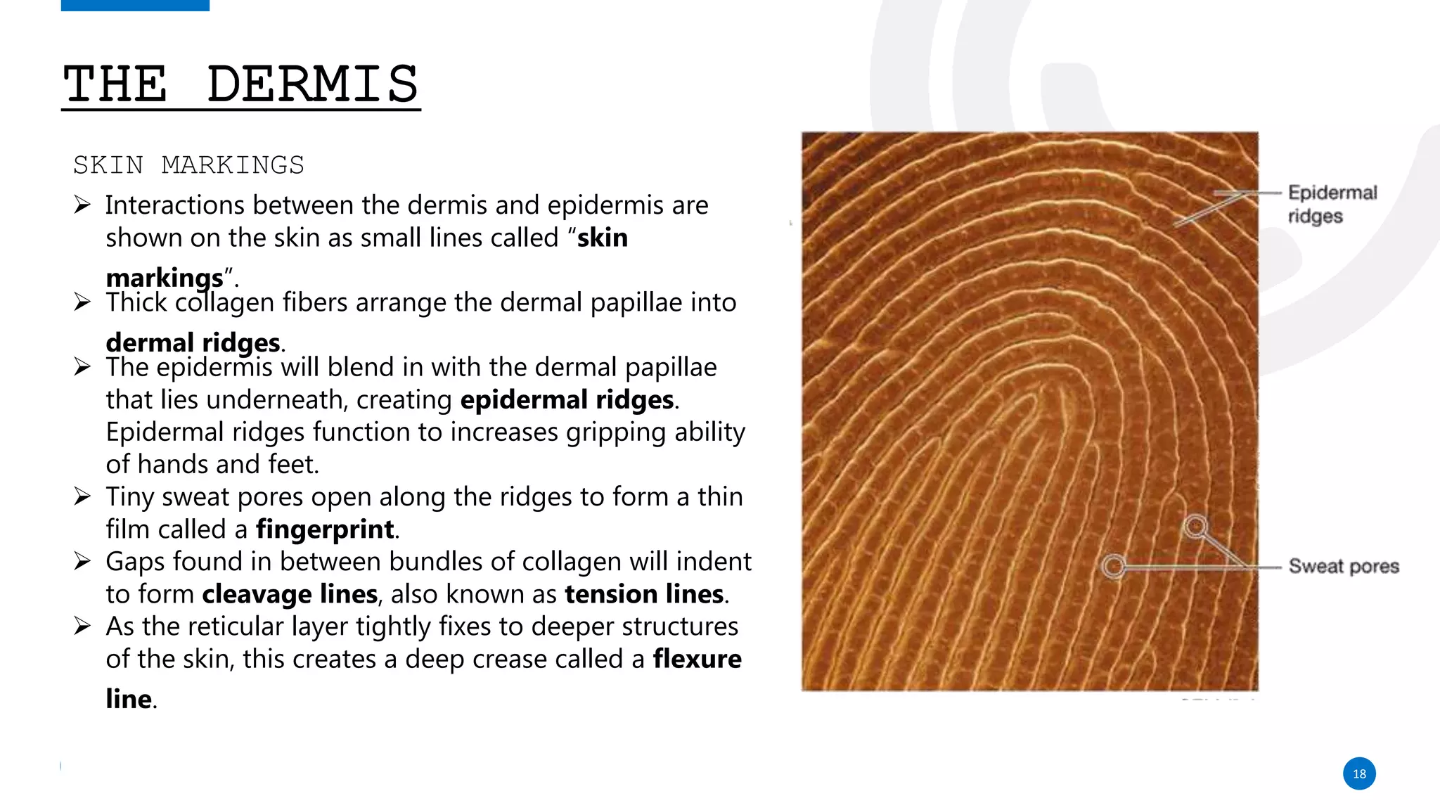 Integumentary system prep.pptx