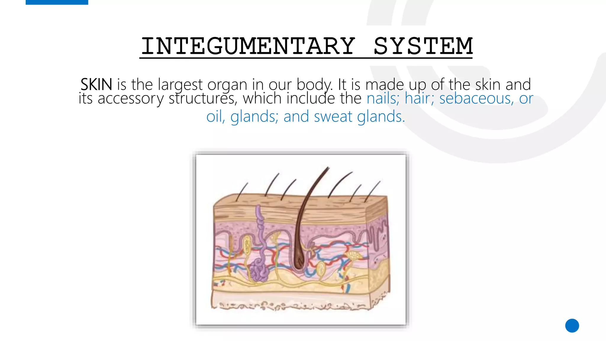 Integumentary system prep.pptx