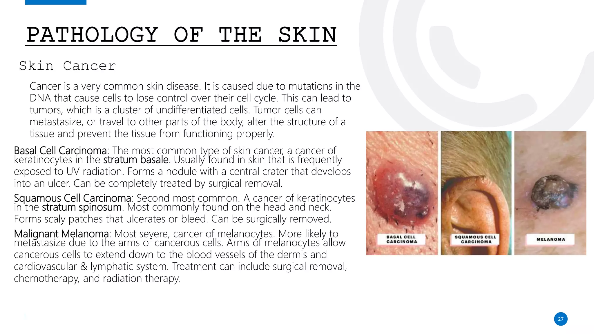 Integumentary system prep.pptx