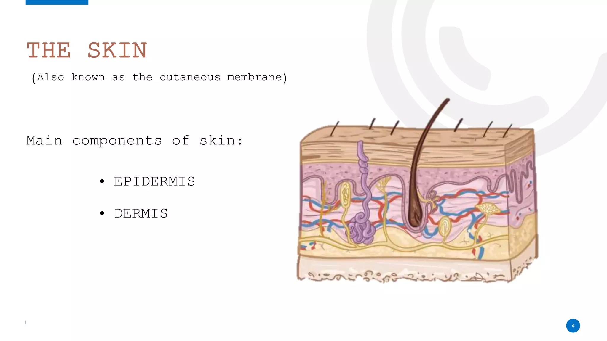 Integumentary system prep.pptx