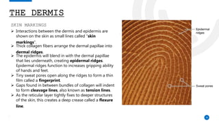 Integumentary system prep.pptx | Skin and Dermatology | Diseases and ...