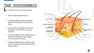 Integumentary system prep.pptx | Skin and Dermatology | Diseases and ...