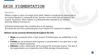 Integumentary system prep.pptx | Skin and Dermatology | Diseases and ...