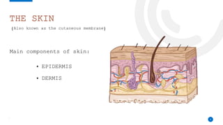 Integumentary system prep.pptx | Skin and Dermatology | Diseases and Conditions