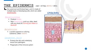 Integumentary system prep.pptx