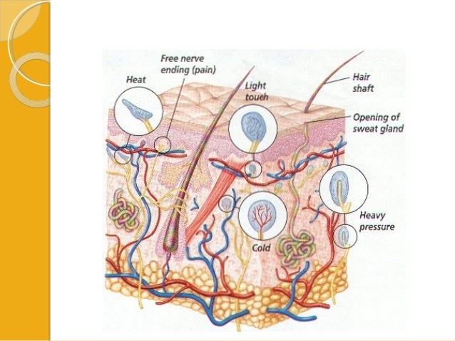 Integumentary system pt_1