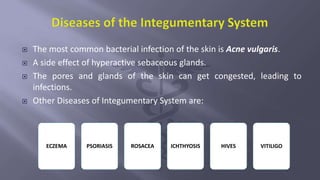 Integumentary System | PPTX