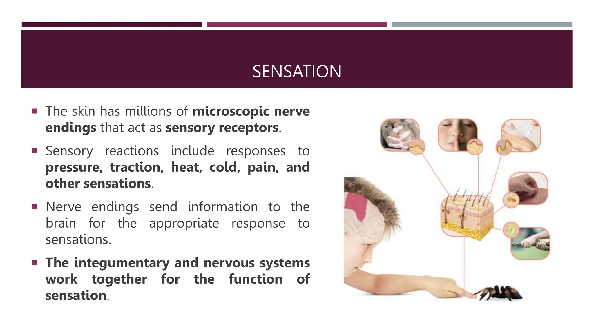 Integumentary System SMP B. Pharm Sem I.ppt