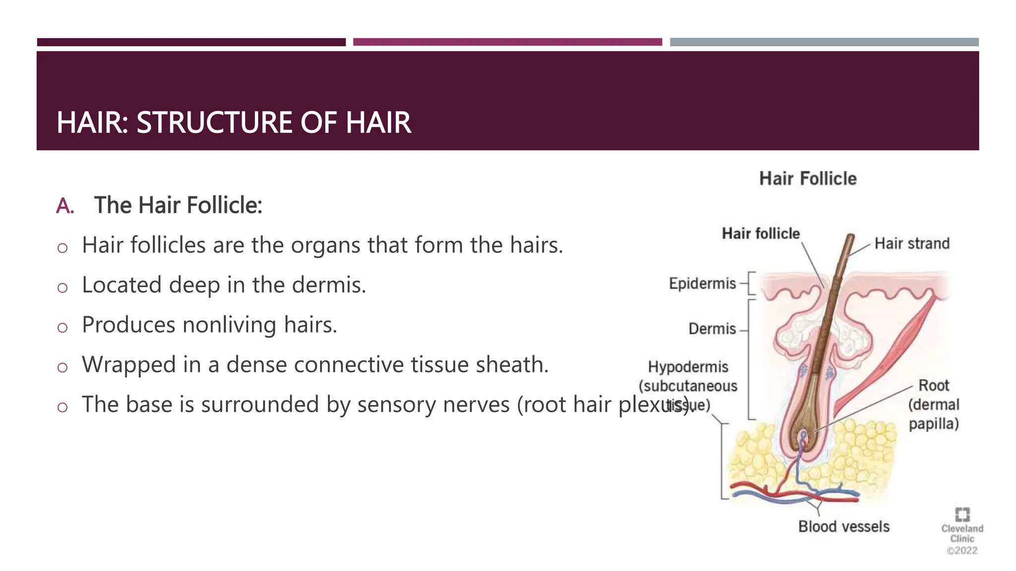 Integumentary System SMP B. Pharm Sem I.ppt