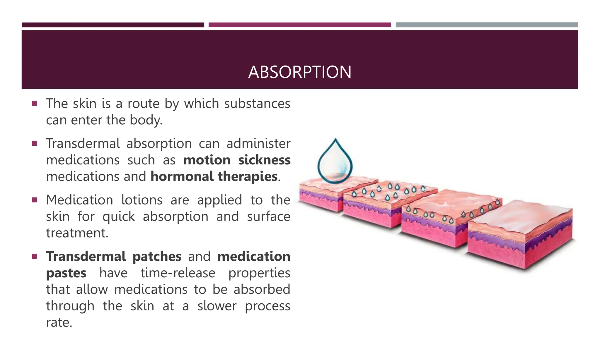 Integumentary System SMP B. Pharm Sem I.ppt