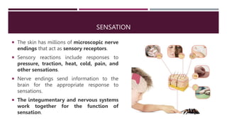 Integumentary System SMP B. Pharm Sem I.ppt