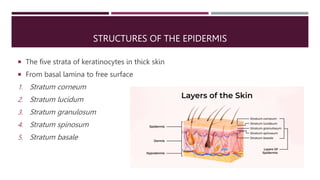 Integumentary System SMP B. Pharm Sem I.ppt