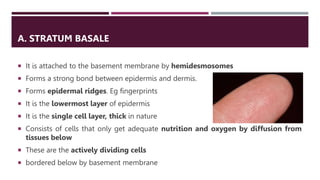 Integumentary System SMP B. Pharm Sem I.ppt