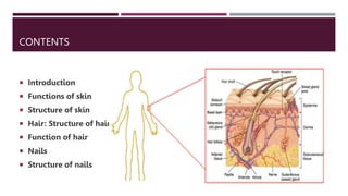 Integumentary System SMP B. Pharm Sem I.ppt