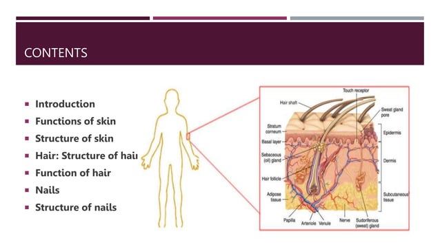 Integumentary System SMP B. Pharm Sem I.ppt | Skin and Dermatology ...