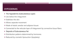 Integumentary System SMP B. Pharm Sem I.ppt