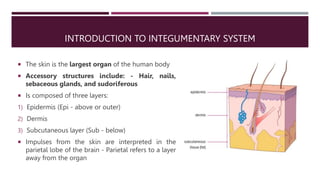 Integumentary System SMP B. Pharm Sem I.ppt