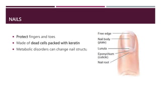 Integumentary System SMP B. Pharm Sem I.ppt