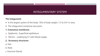 Integumentary System SMP B. Pharm Sem I.ppt
