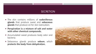 Integumentary System SMP B. Pharm Sem I.ppt