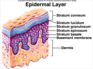 Integumentary system (student version) | PPT
