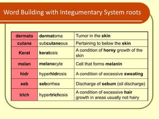 integumentary system terminology.pdf