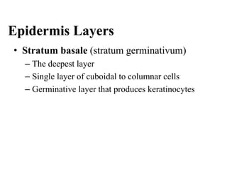 Integumentary System (unit VII).pptx
