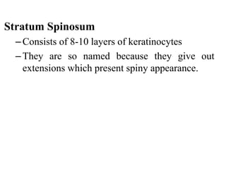 Integumentary System (unit VII).pptx
