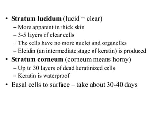 Integumentary System (unit VII).pptx