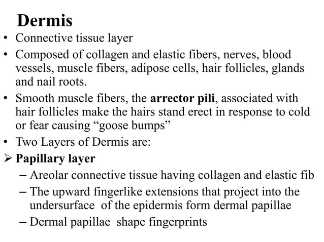 Integumentary System (unit VII).pptx