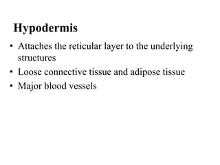 Integumentary System (unit VII).pptx