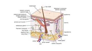 Integumentary System derivatives ZOO.pptx