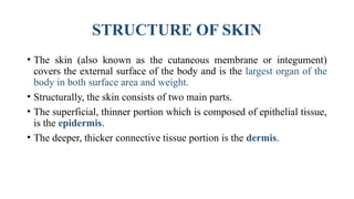 Integumentary System derivatives ZOO.pptx