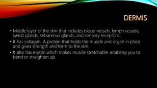 Integumentary sytem | PPTX