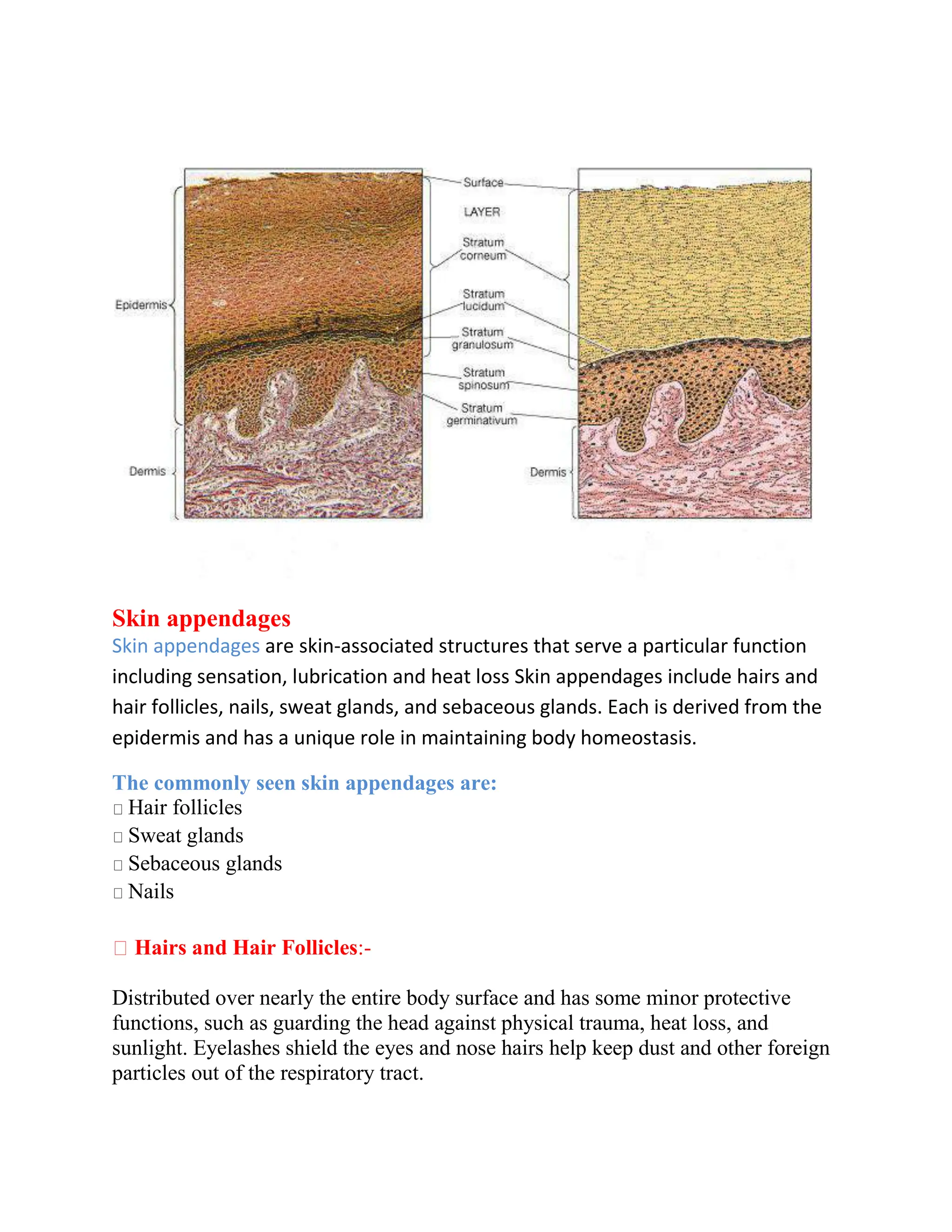 Integumentary sytem .pdf