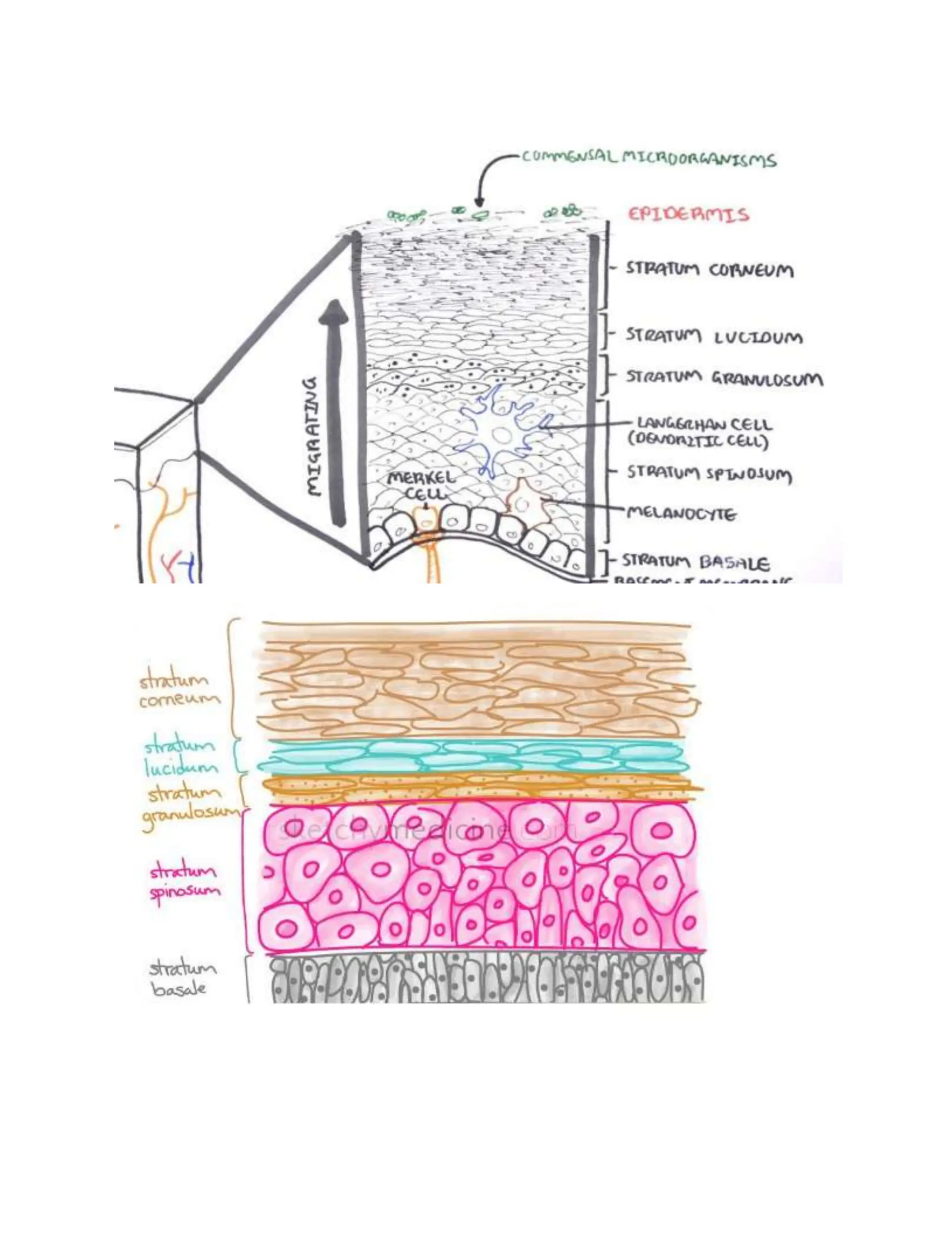 Integumentary sytem .pdf