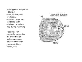 Integument n skeleton | PPTX