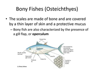 Integument n skeleton | PPTX