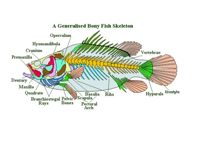 Integument n skeleton