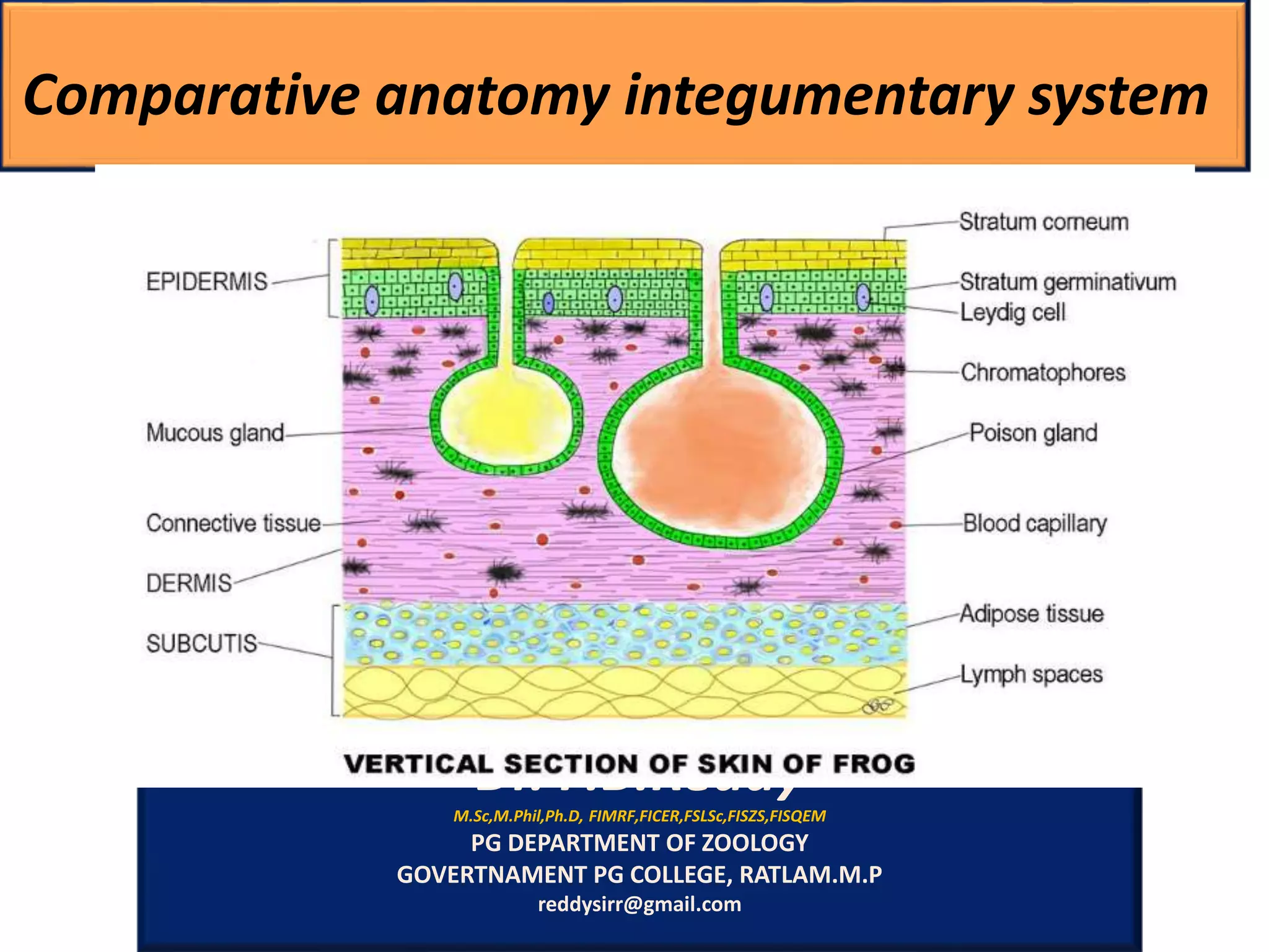 Integument of vertebrates | PPTX