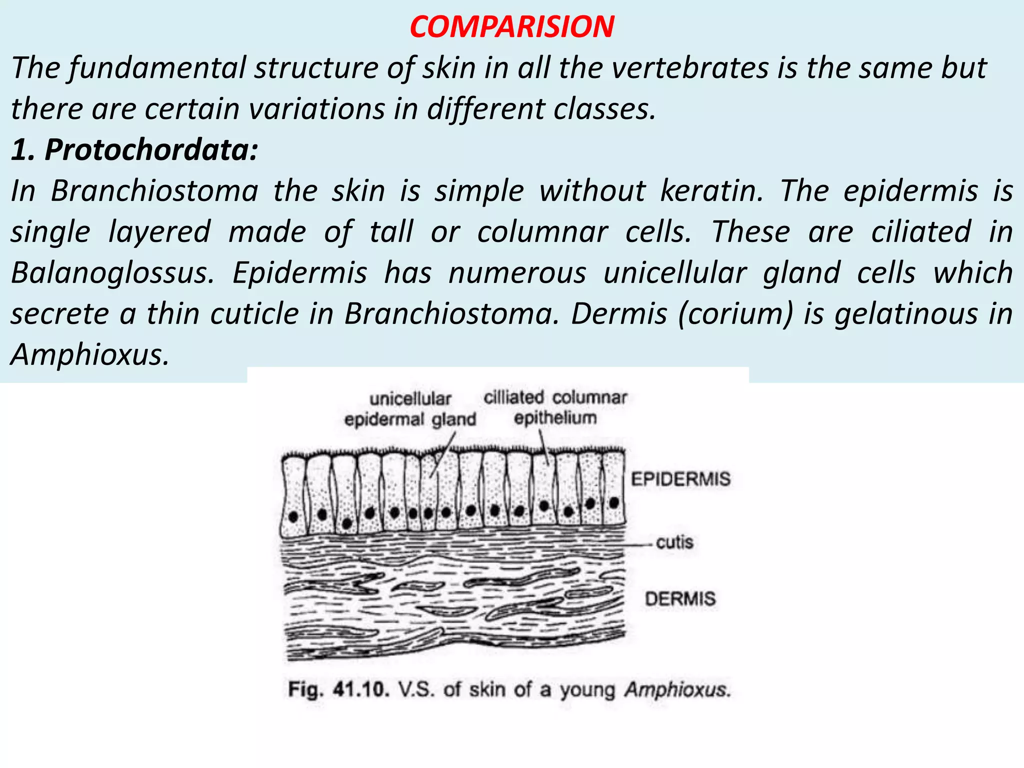 Integument of vertebrates | PPTX