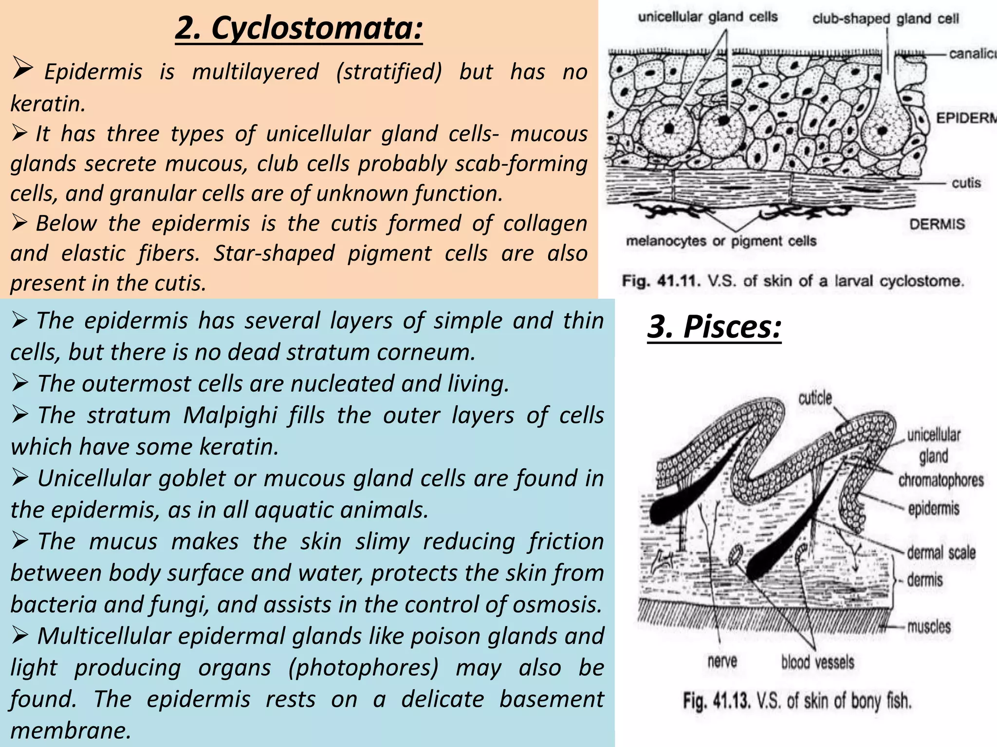 Integument of vertebrates | PPTX