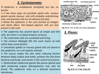 Integument of vertebrates | PPTX